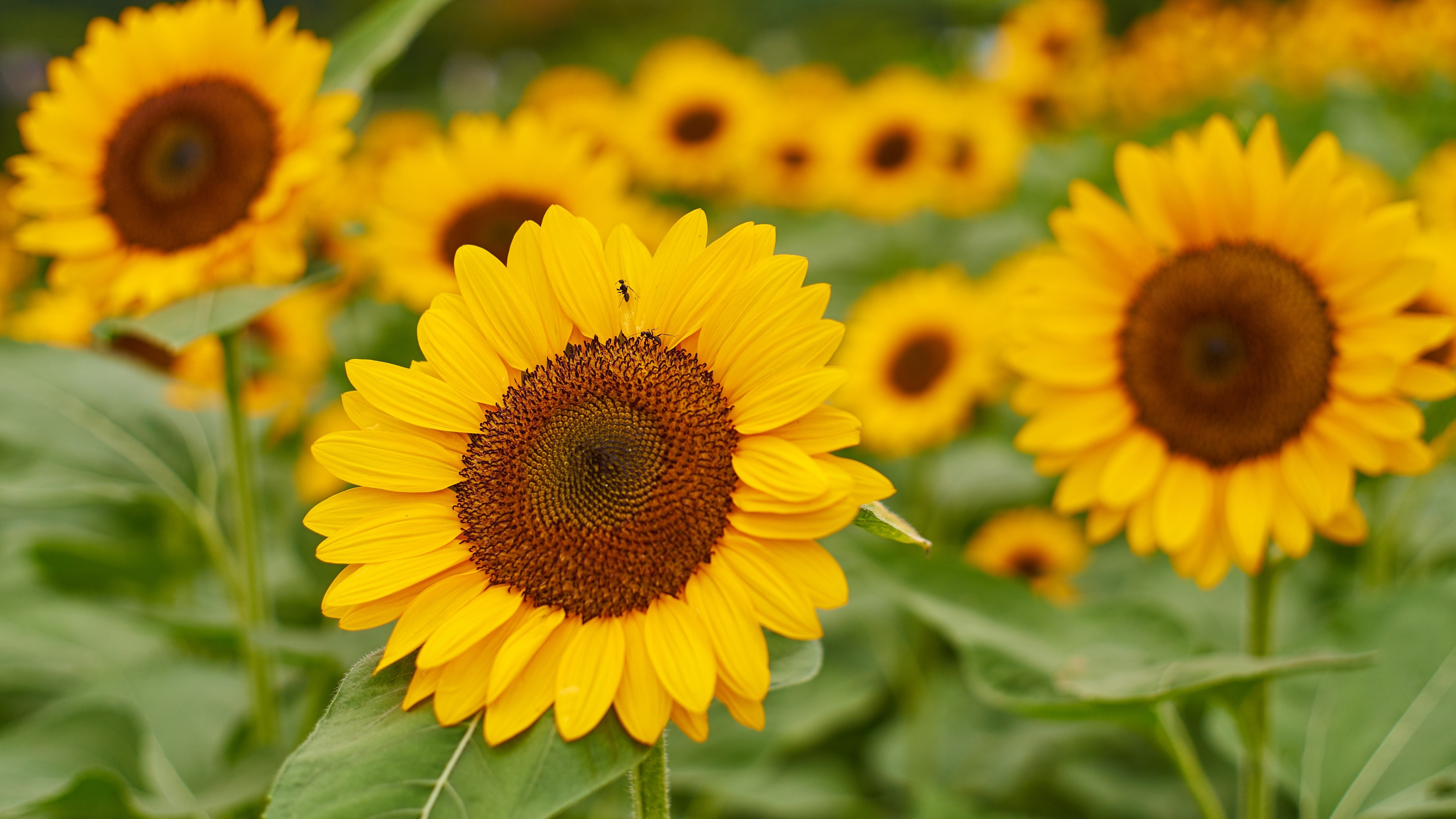 Golden Sunflower Radiance in Full Bloom - backiee