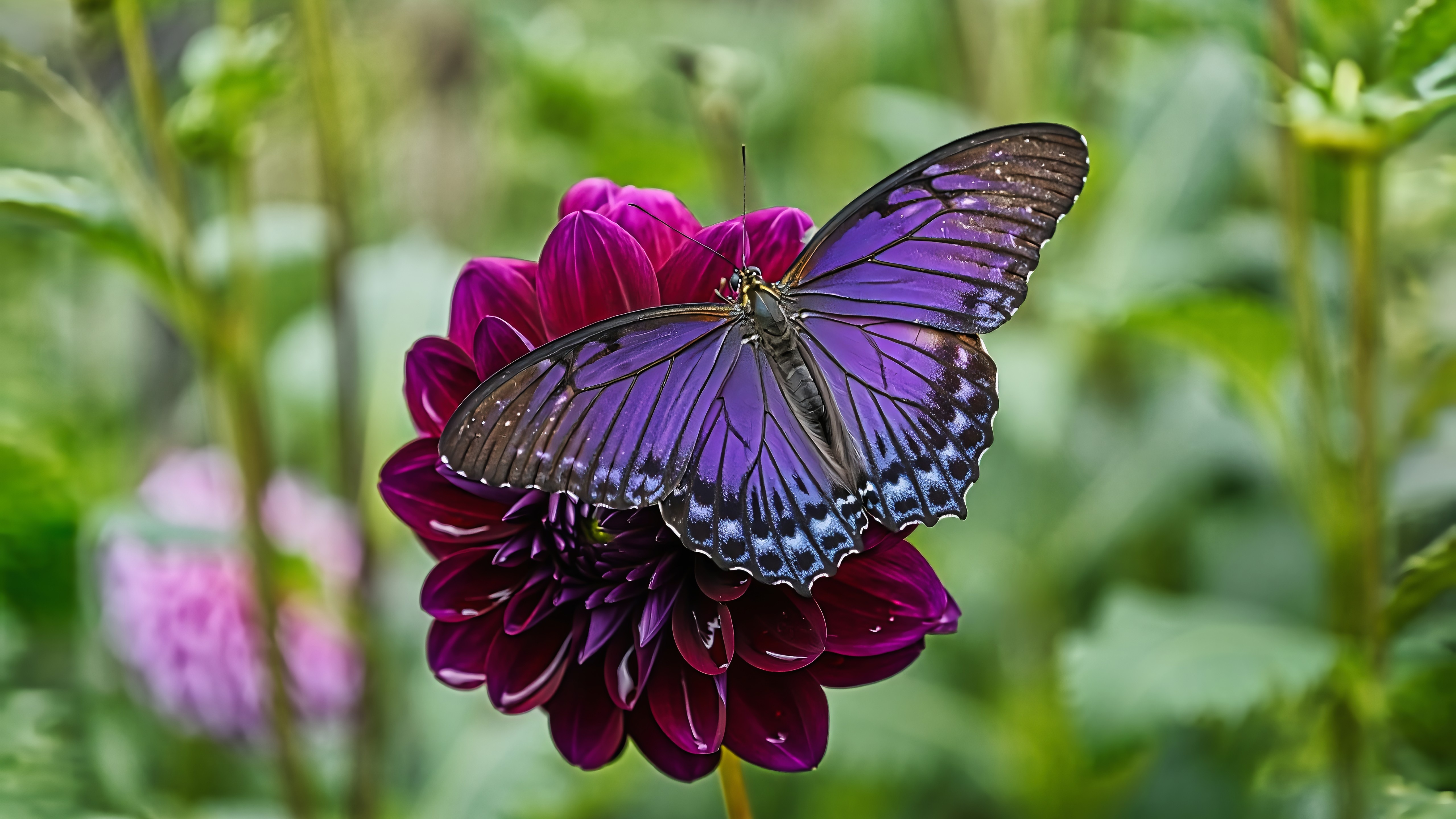 Purple Butterfly - backiee