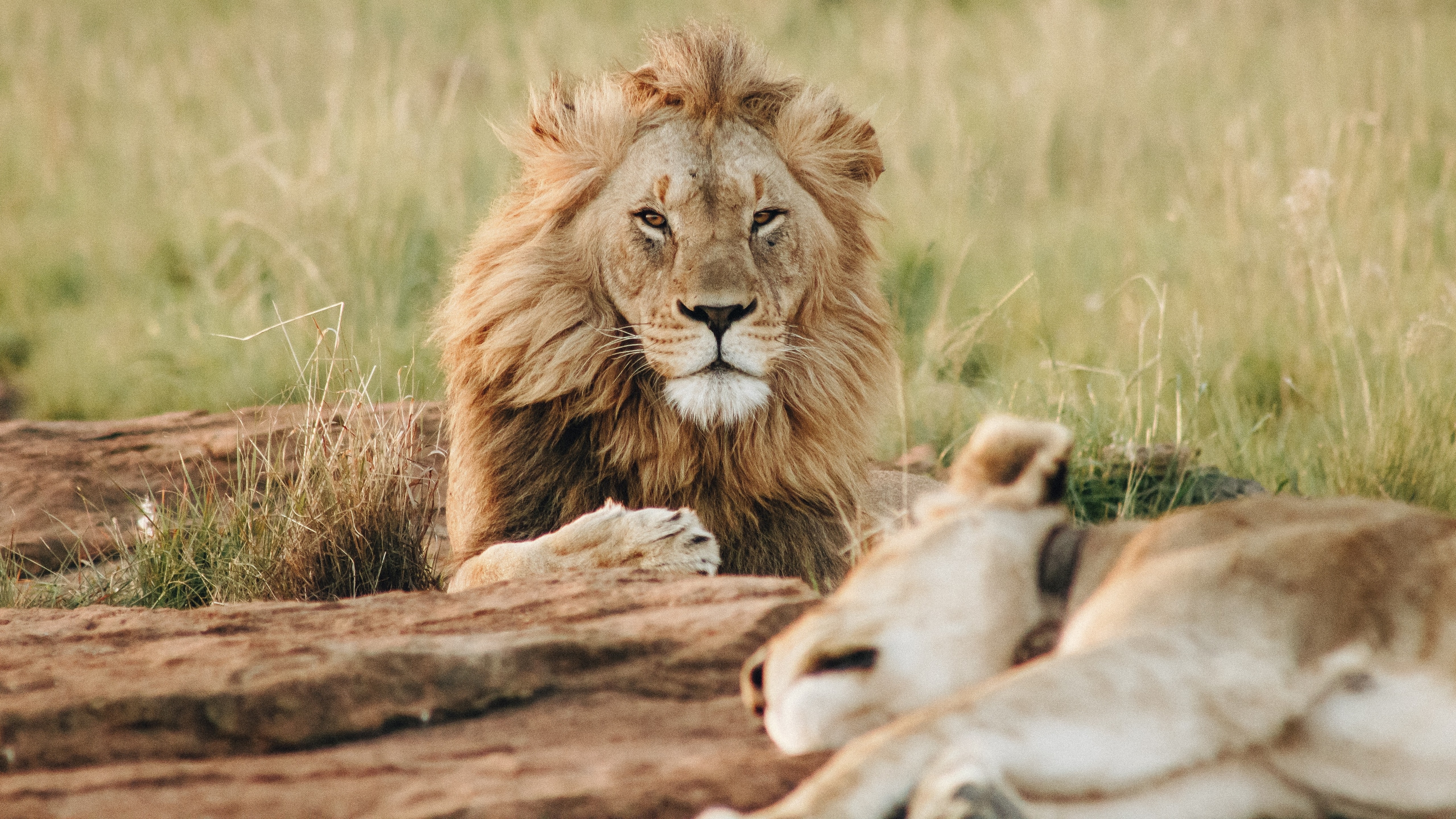 Majestic Lions in the Wild Serenity - backiee