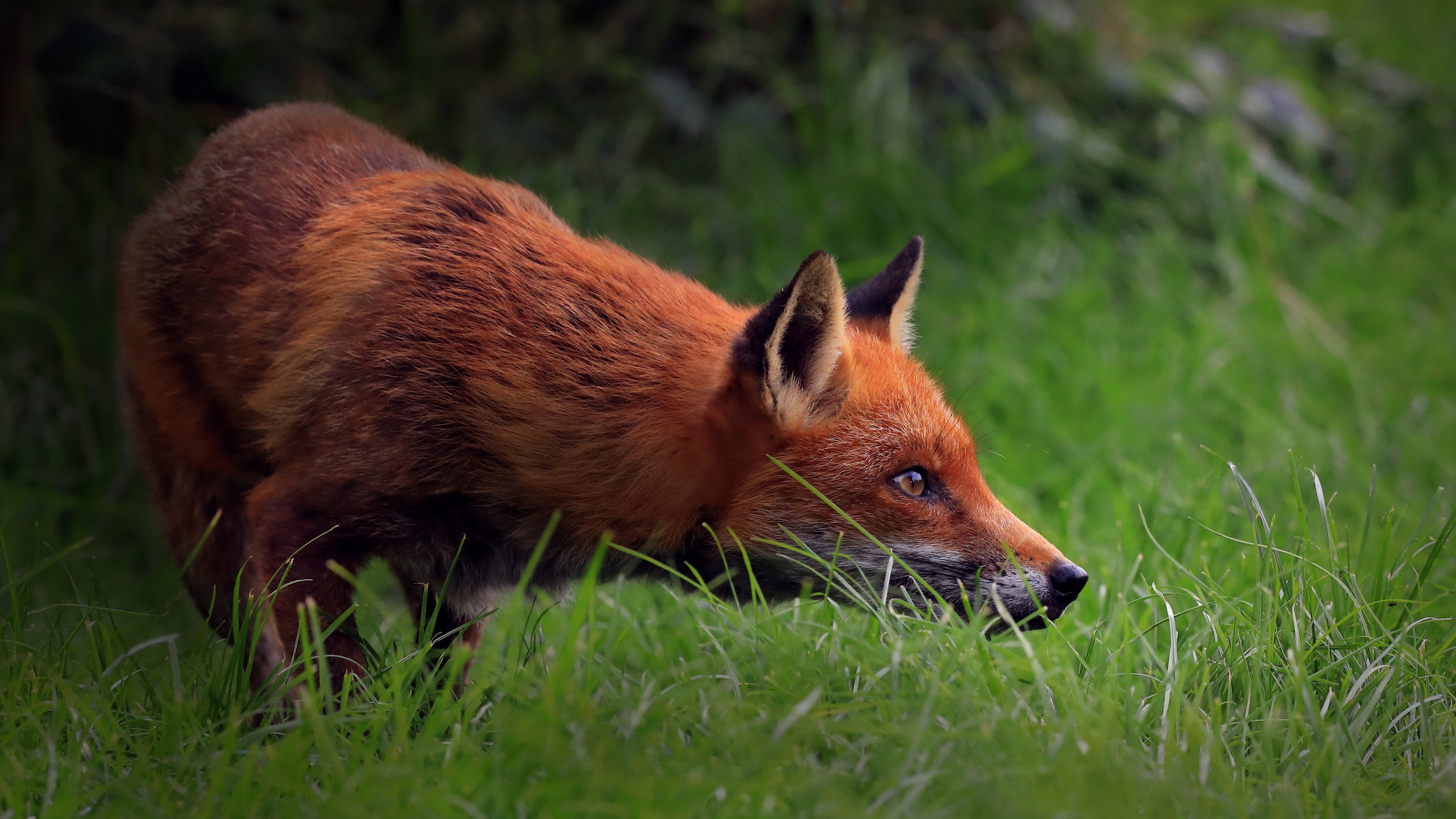 Stealthy Red Fox Stalking Through Lush Grass in 5K - backiee