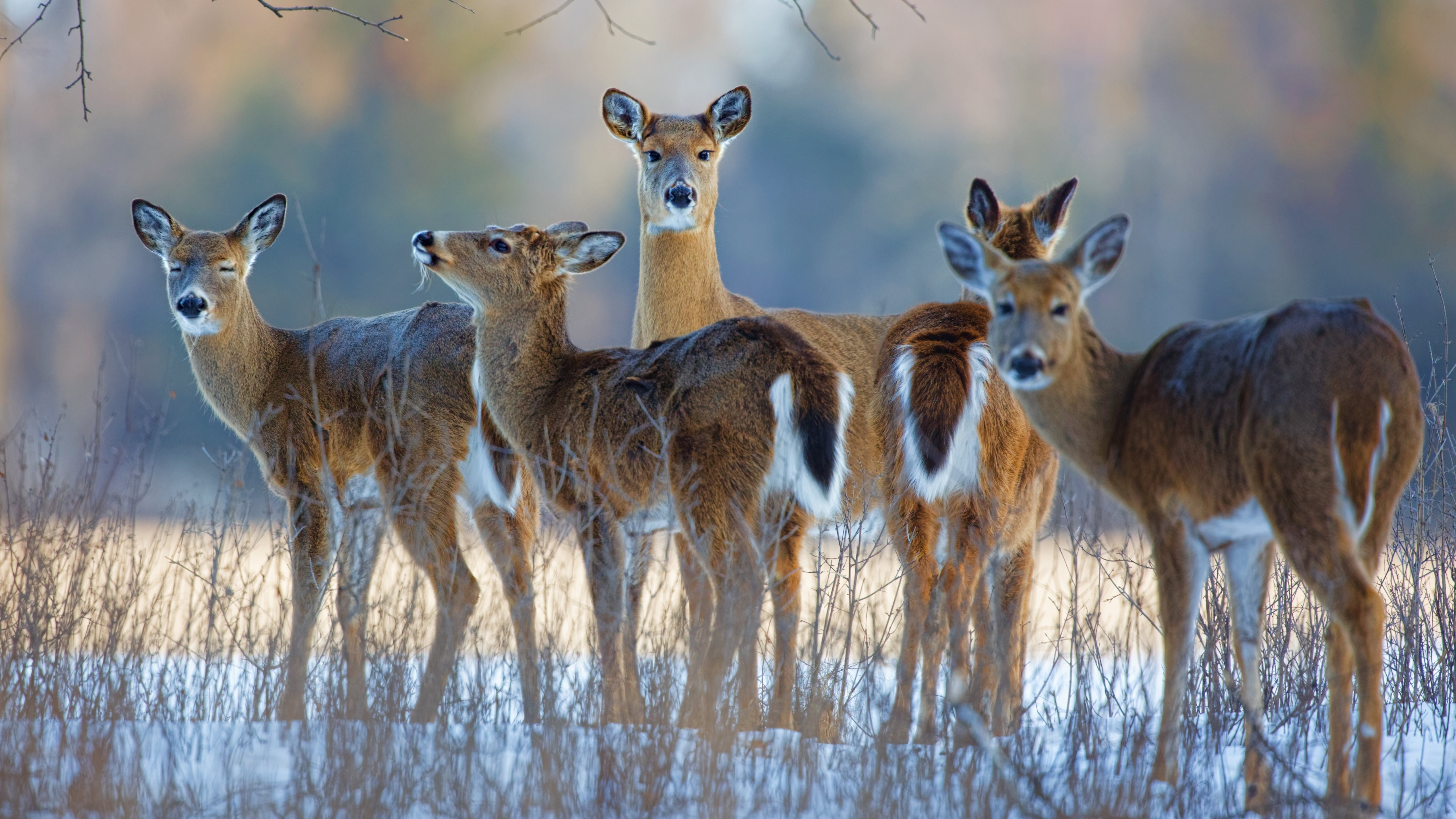 Silent Winter Gathering of White Tailed Deer in the Forest - backiee