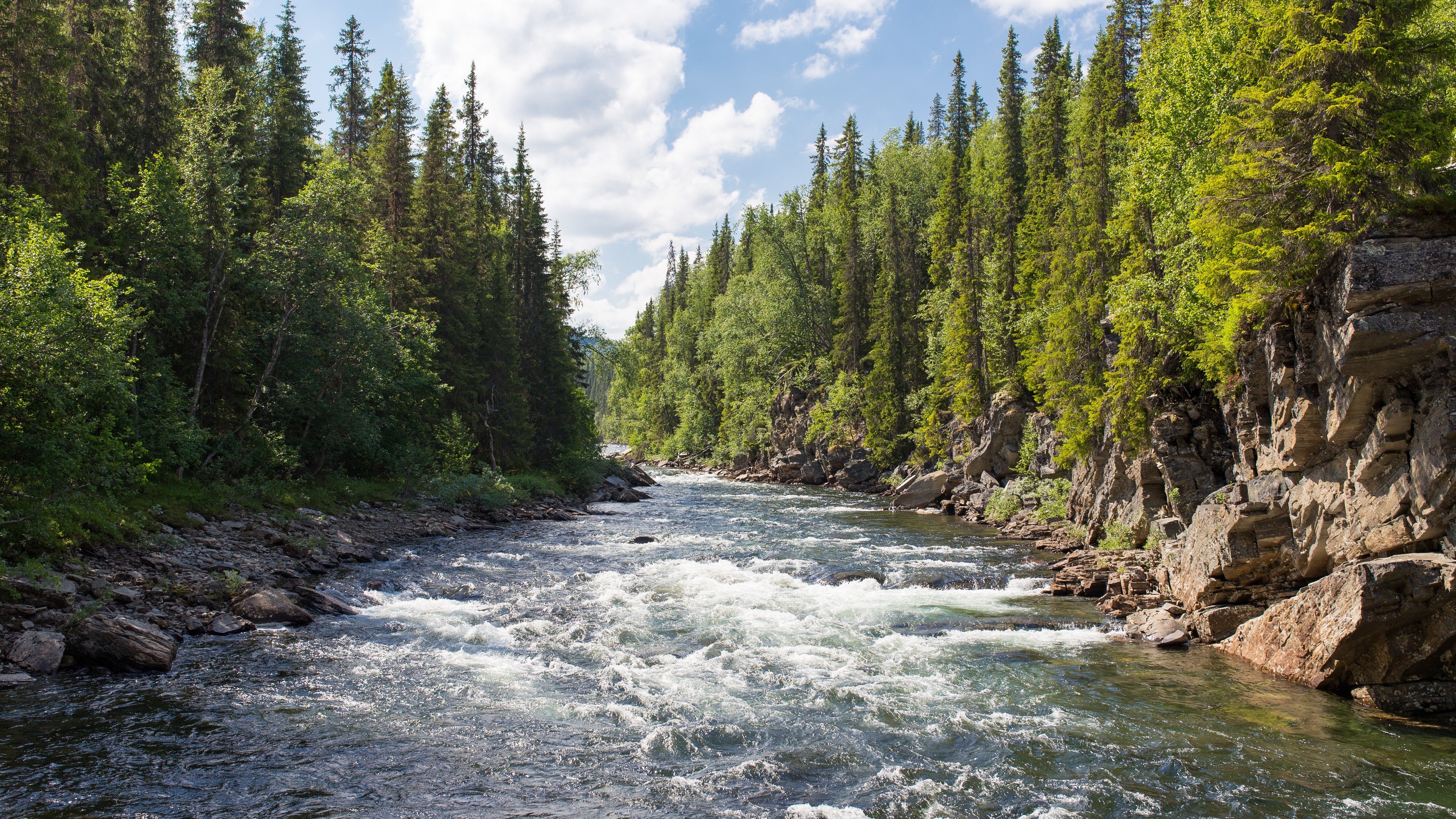 Wild Mountain River Through Evergreen Forest Wilderness - backiee