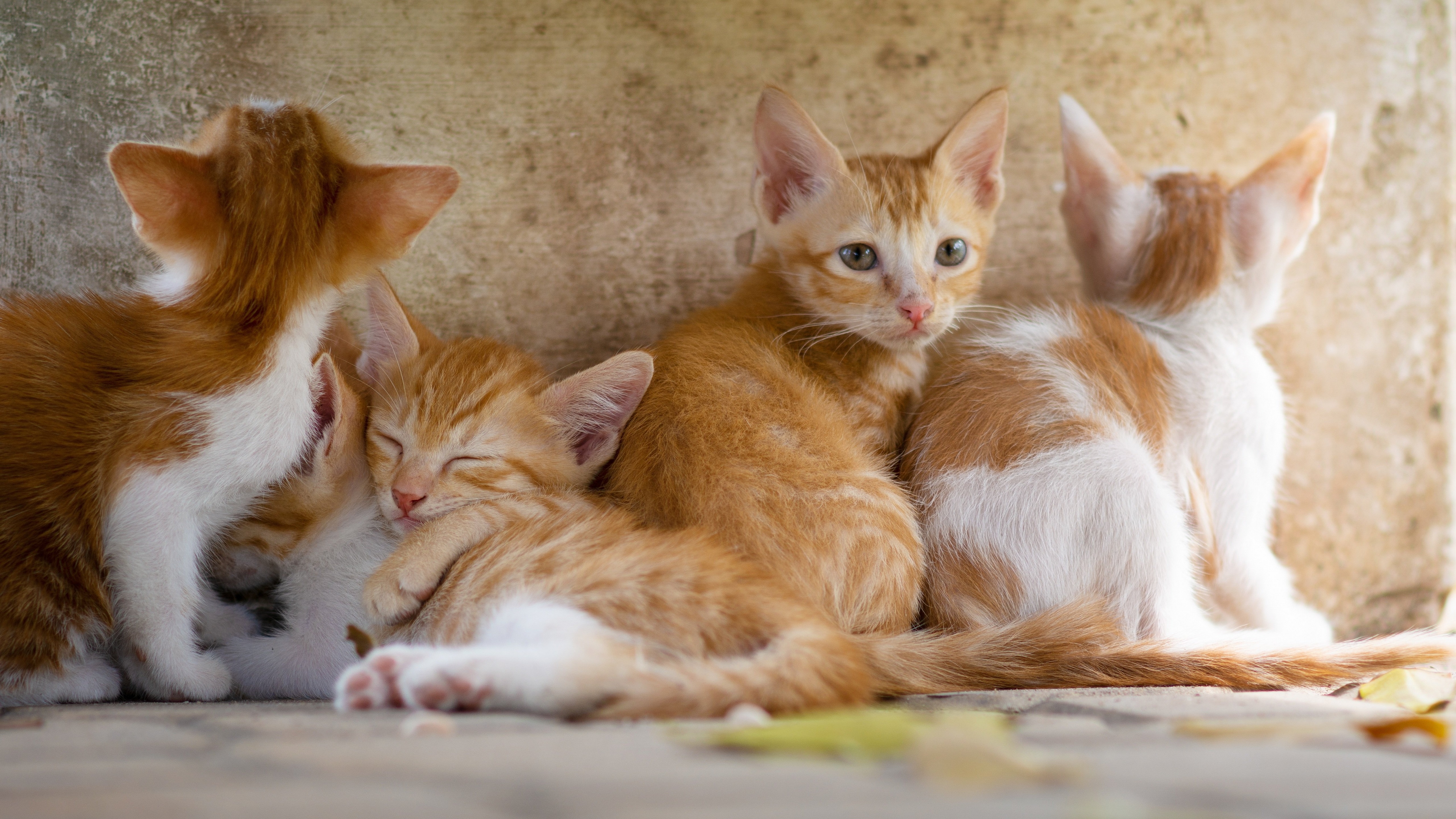 Cozy Ginger Kittens Cuddling in Soft Afternoon Light - backiee