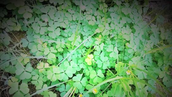 Green wallpapers - backiee