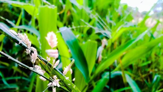 Green wallpapers - backiee