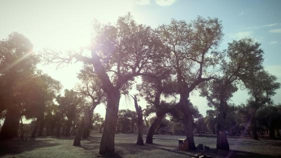 4k wallpapers - backiee