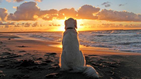 Sun wallpapers - backiee