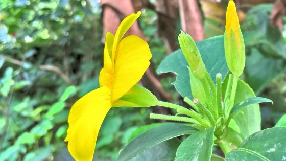 Yellow wallpapers - backiee