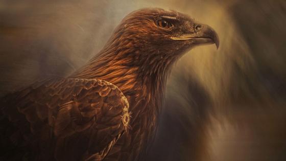 Eagle wallpapers - backiee