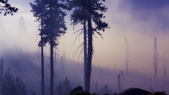 Fire wallpapers - backiee