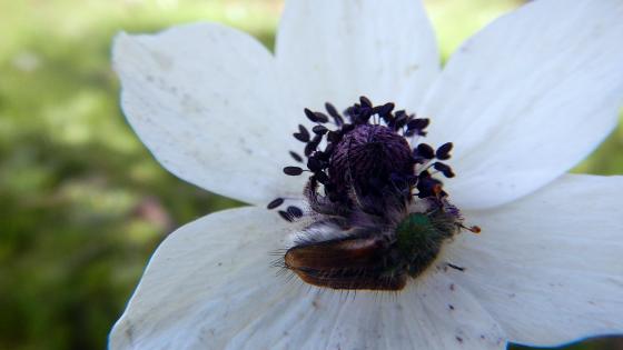 White wallpapers - backiee