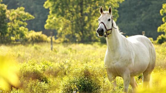 White Horse wallpapers - backiee
