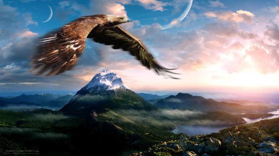 Eagle wallpapers - backiee