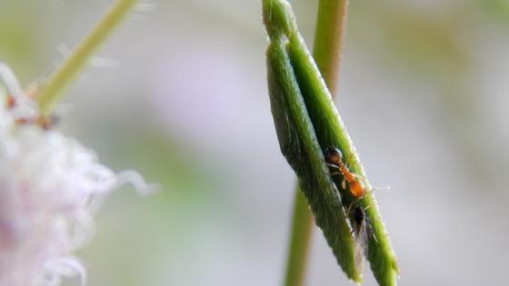 Ants wallpapers - backiee