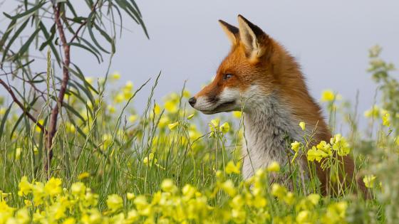 Fox wallpapers - backiee