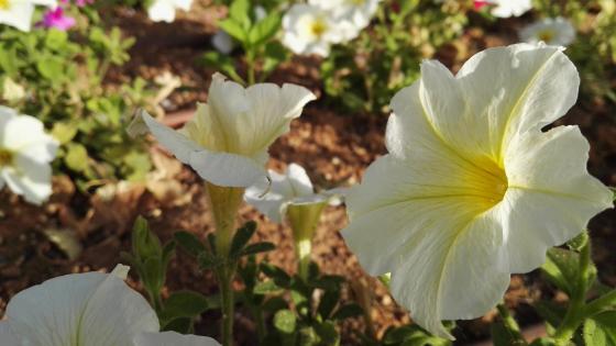 White wallpapers - backiee