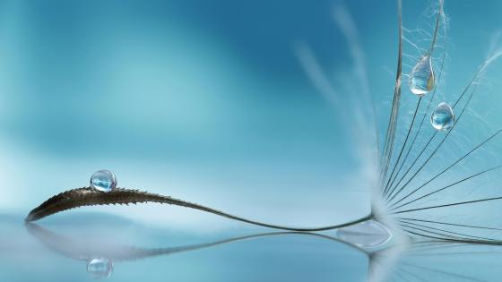 Macro Wallpapers Desktop Backgrounds