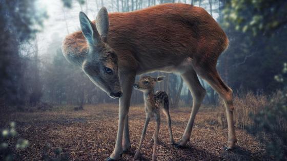 Fawn wallpapers - backiee