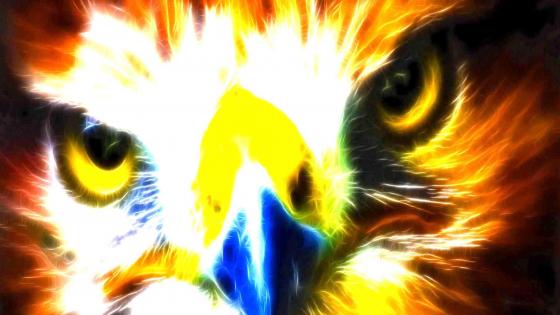Golden_eagle wallpapers - backiee