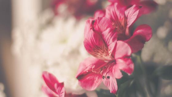 Pink wallpapers - backiee