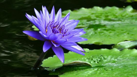 Lotus Family wallpapers - backiee