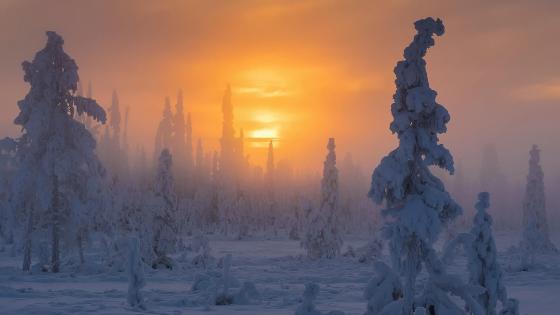 Lappland wallpapers - backiee