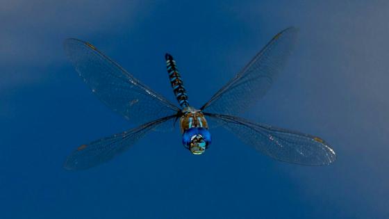 Dragonfly wallpapers - backiee