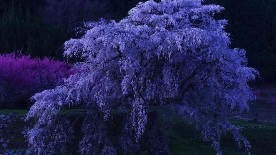 Purple Tree Wallpaper For Desktop Spring