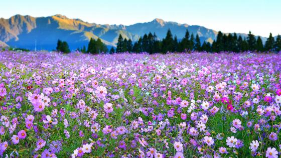 Flower wallpapers - backiee