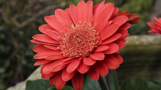 Flower wallpapers - backiee