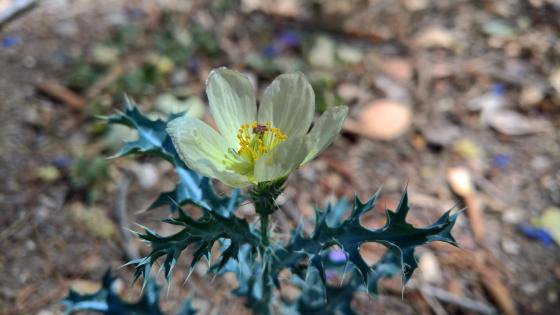 Flower wallpapers - backiee