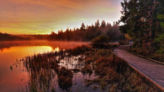 Bayou wallpapers - backiee