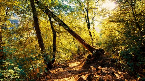 Pathway wallpapers - backiee