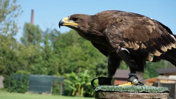 Eagle wallpapers - backiee