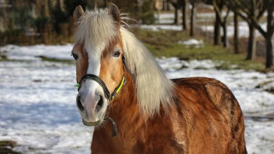 Red Horse wallpapers - backiee