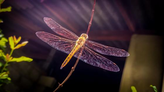 Dragonfly wallpapers - backiee