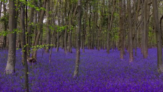 Bluebells wallpapers - backiee