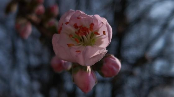 Pink wallpapers - backiee