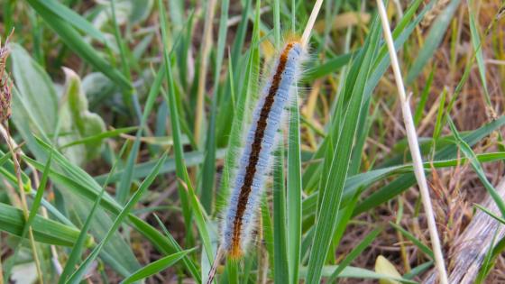 Beautiful Worm - backiee