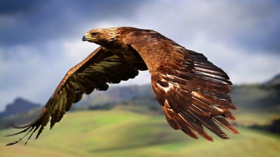 Eagle wallpapers - backiee