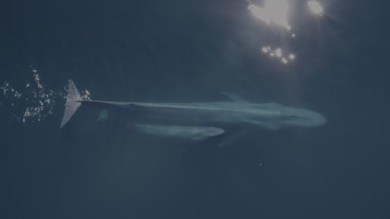 Whale wallpapers - backiee