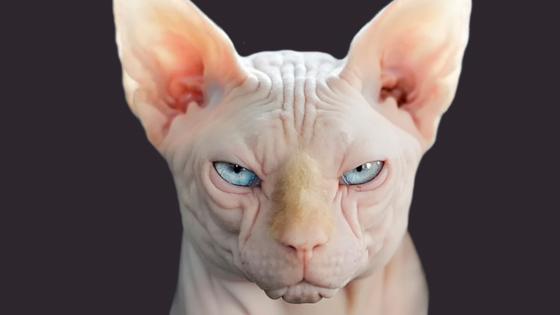 Spinx Cat Wallpaper