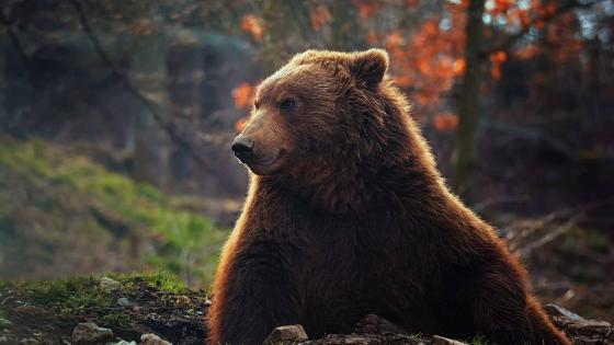 Bear wallpapers - backiee