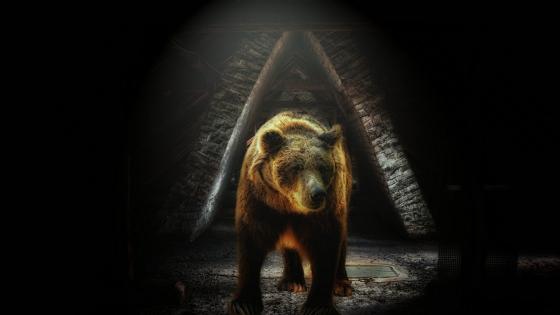 Bear wallpapers - backiee