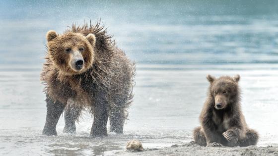 Bear wallpapers - backiee