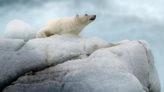 Bear wallpapers - backiee