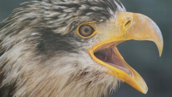 Majestic Bald Eagle Wallpaper - backiee