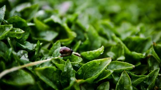 Green wallpapers - backiee