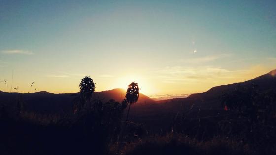 Yellow balls - backiee