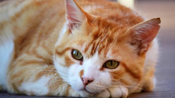 Red Cat Wallpaper 4k